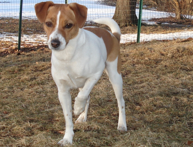 Danish-Swedish Farm Dogs